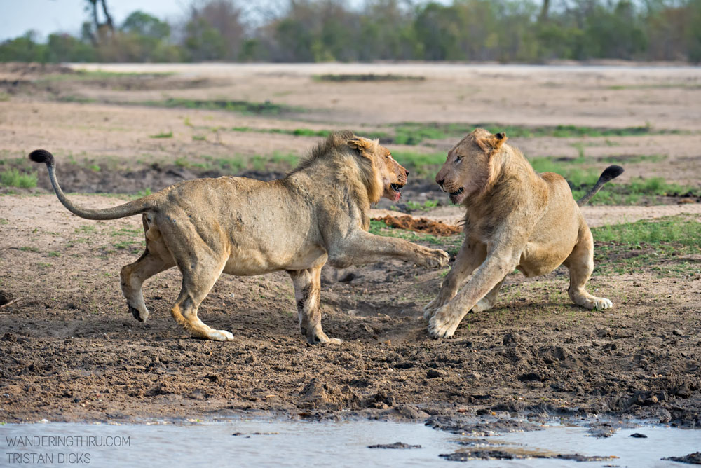 How African Animals Use Teamwork to Survive: Social Groups in the Wild - Wandering Thru