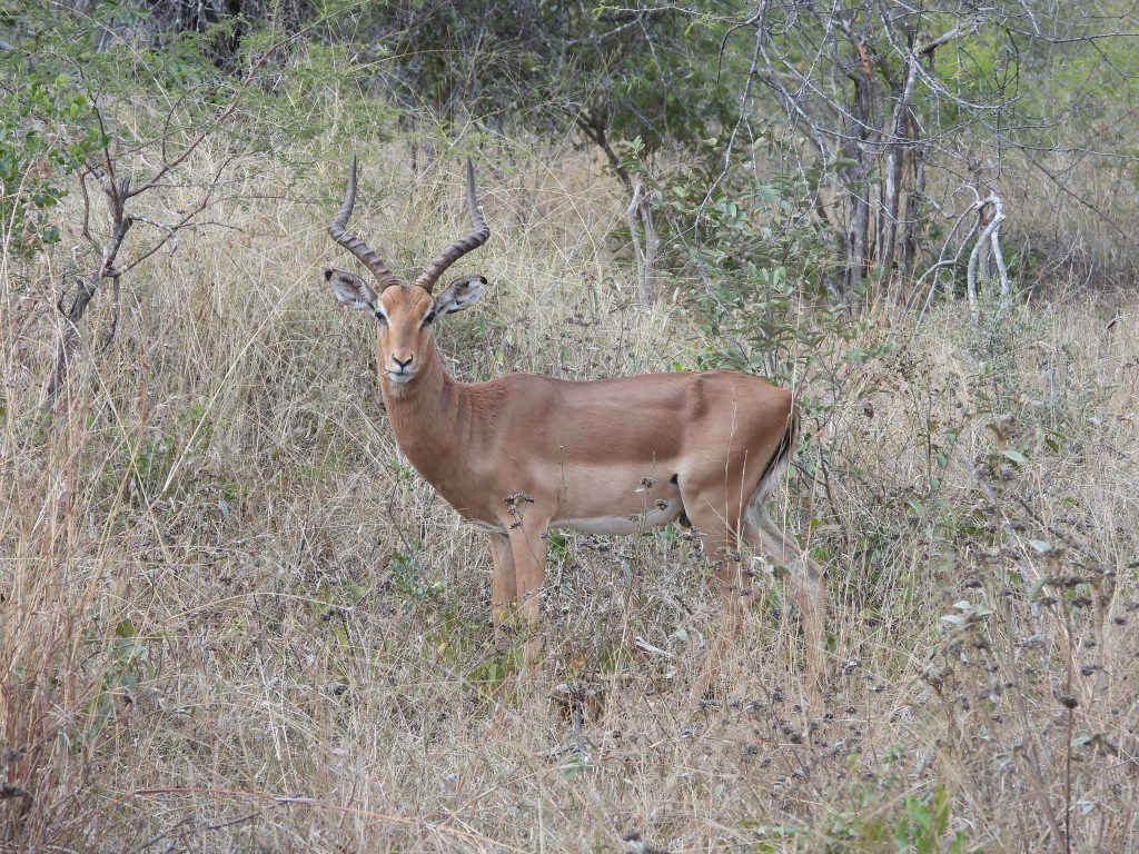 The Impala Rut - Wandering Thru