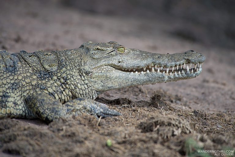 Predators Food - Wandering Thru