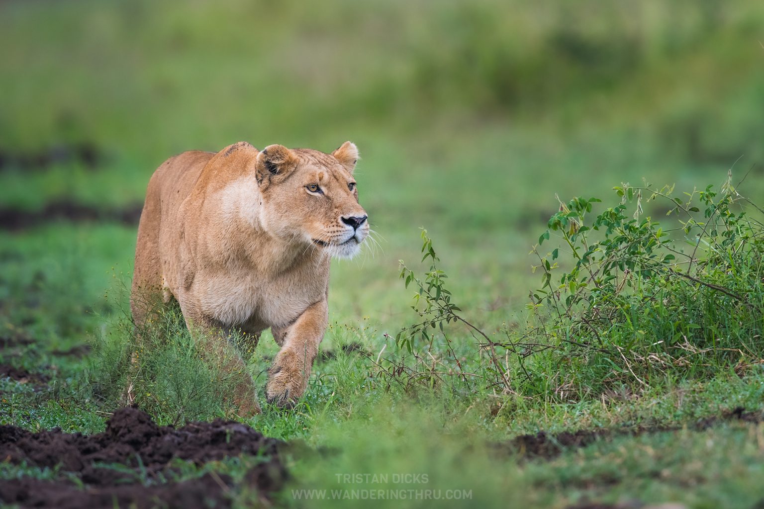 Predators Food - Wandering Thru