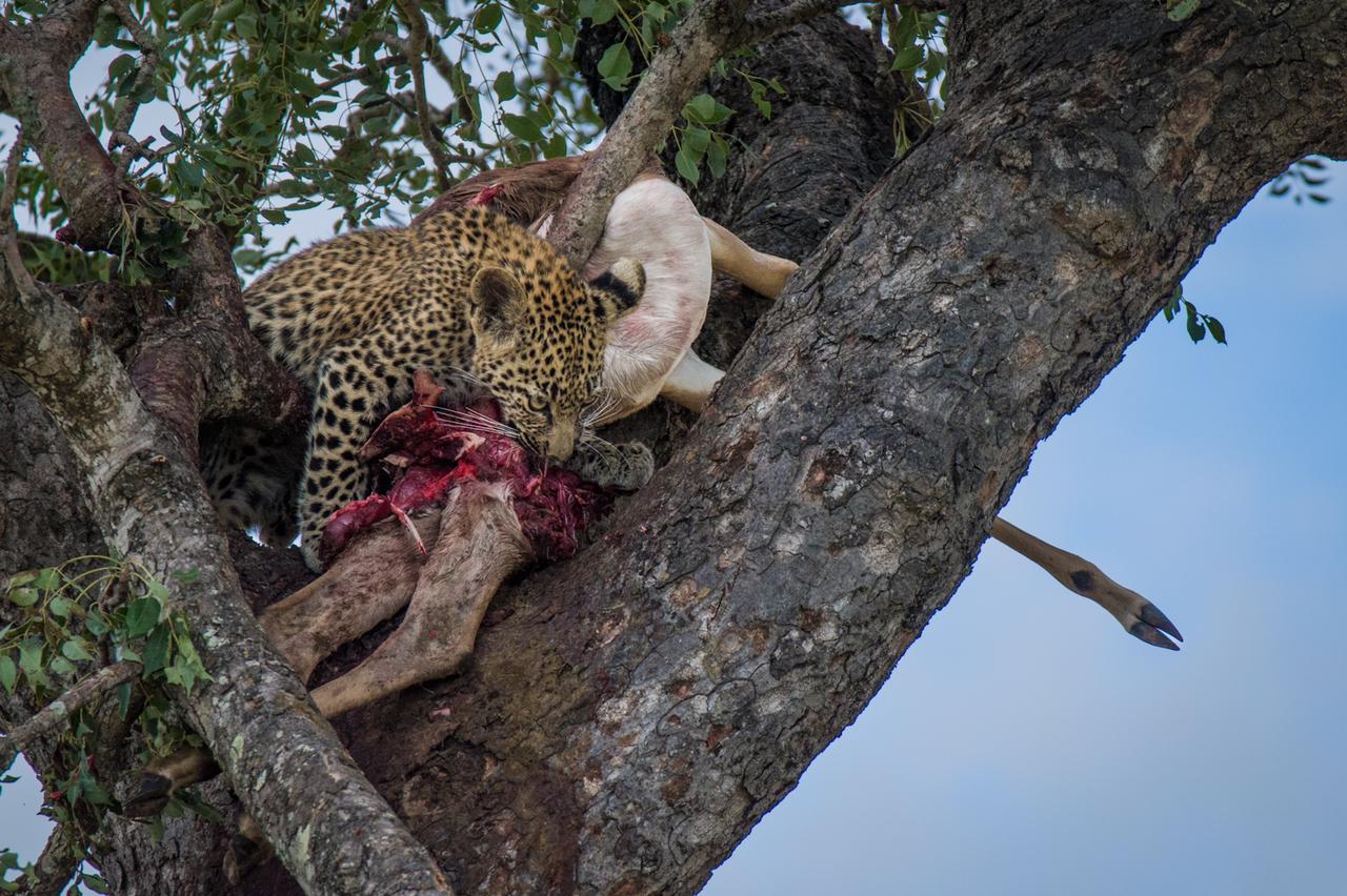 Predators Food - Wandering Thru