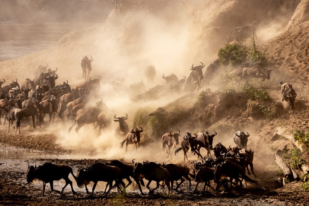 How African Animals Use Teamwork to Survive: Social Groups in the Wild - Wandering Thru